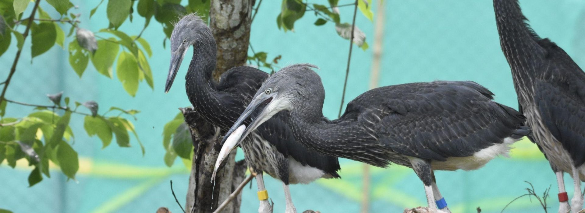 Developing Ecosystem-based solutions for managing biodiversity ...