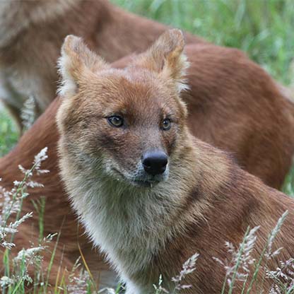 Species and Habitats